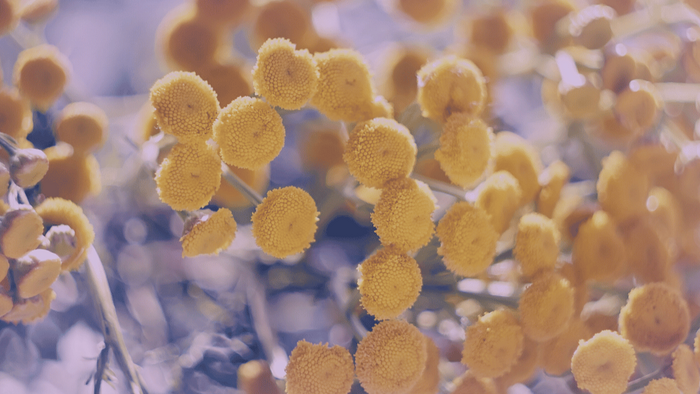 Die Wirksamkeit von Aromatherapie bei Hauterkrankungen – KAMI skincare